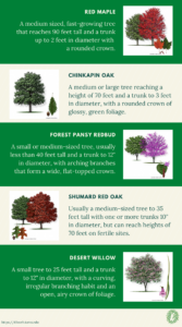 Storm Recovery Tree Giveaway - Texas Trees Foundation