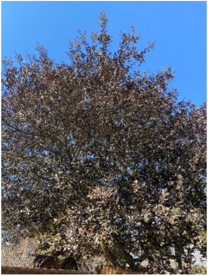 After the storm, is my tree dead? - Texas Trees Foundation